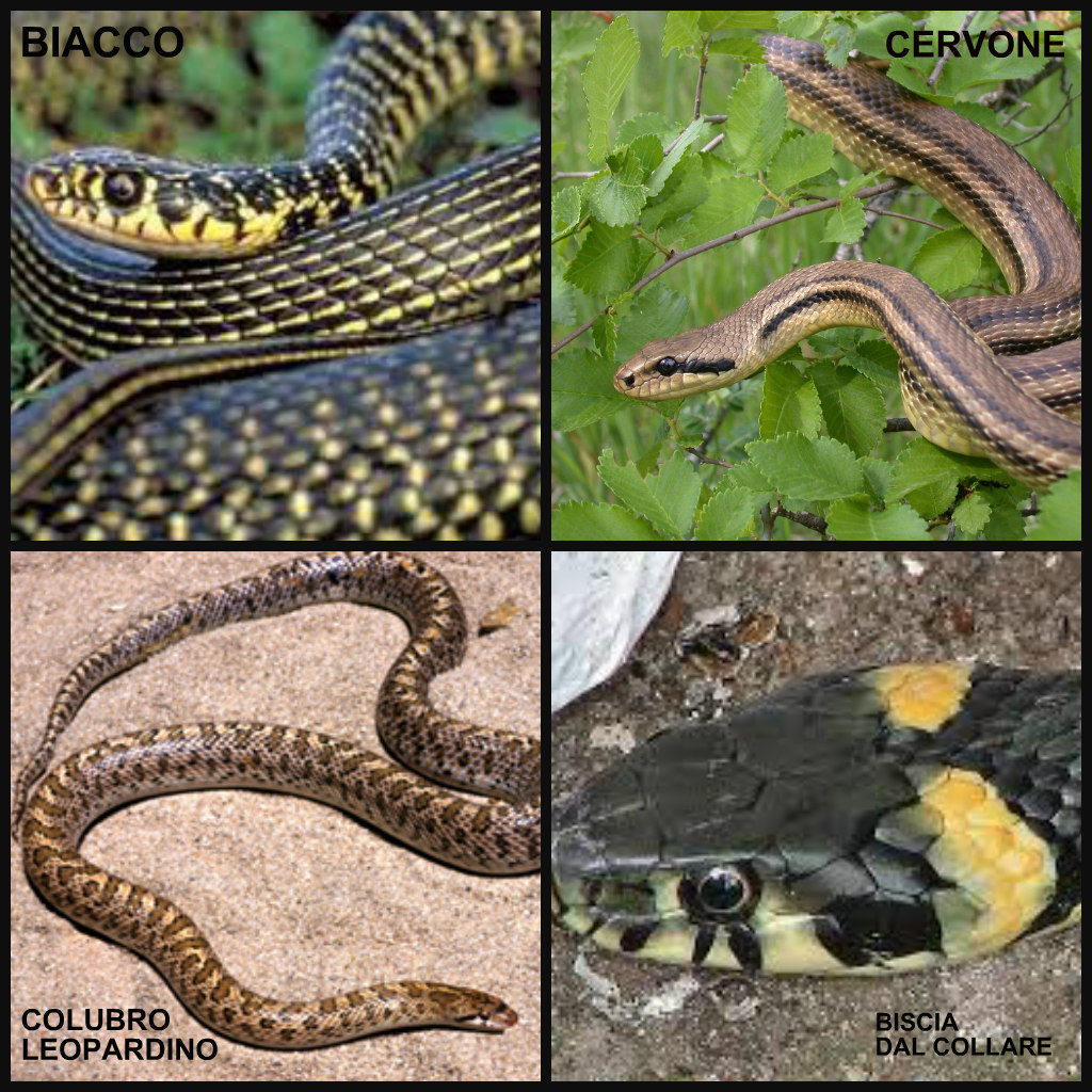 I serpenti dell'Etna, come riconoscerli - Go-Etna - Escursioni Etna