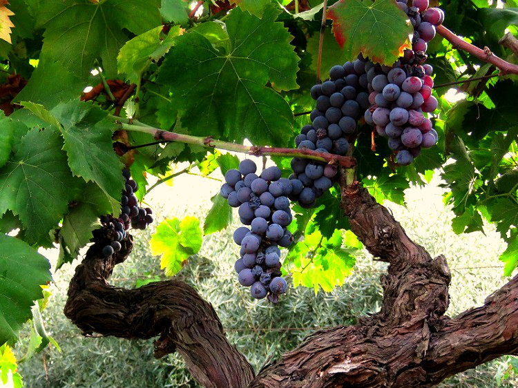 Etna, alla scoperta dei vigneti storici - Go-Etna - Escursioni Etna
